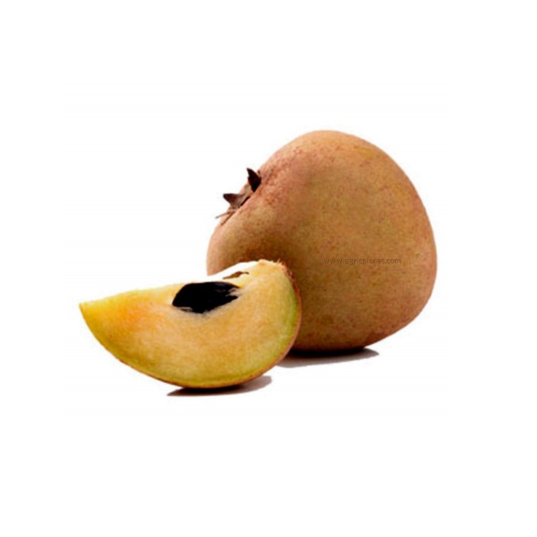 Sapodilla