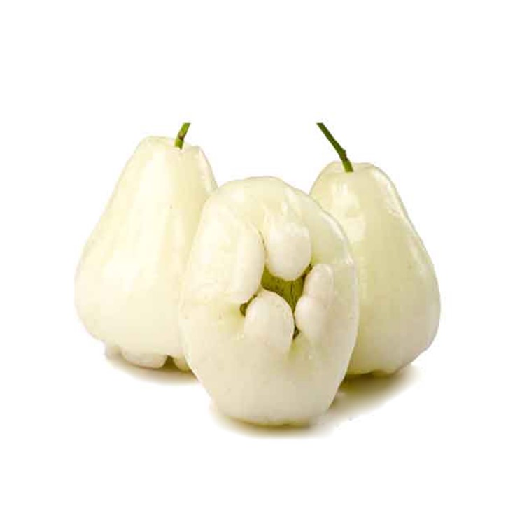 Wax Apple