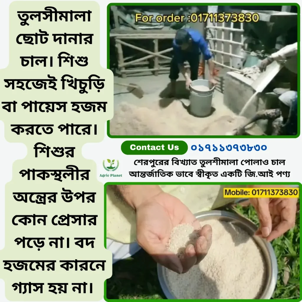 Order Tulshimala Rice - Agric Planet